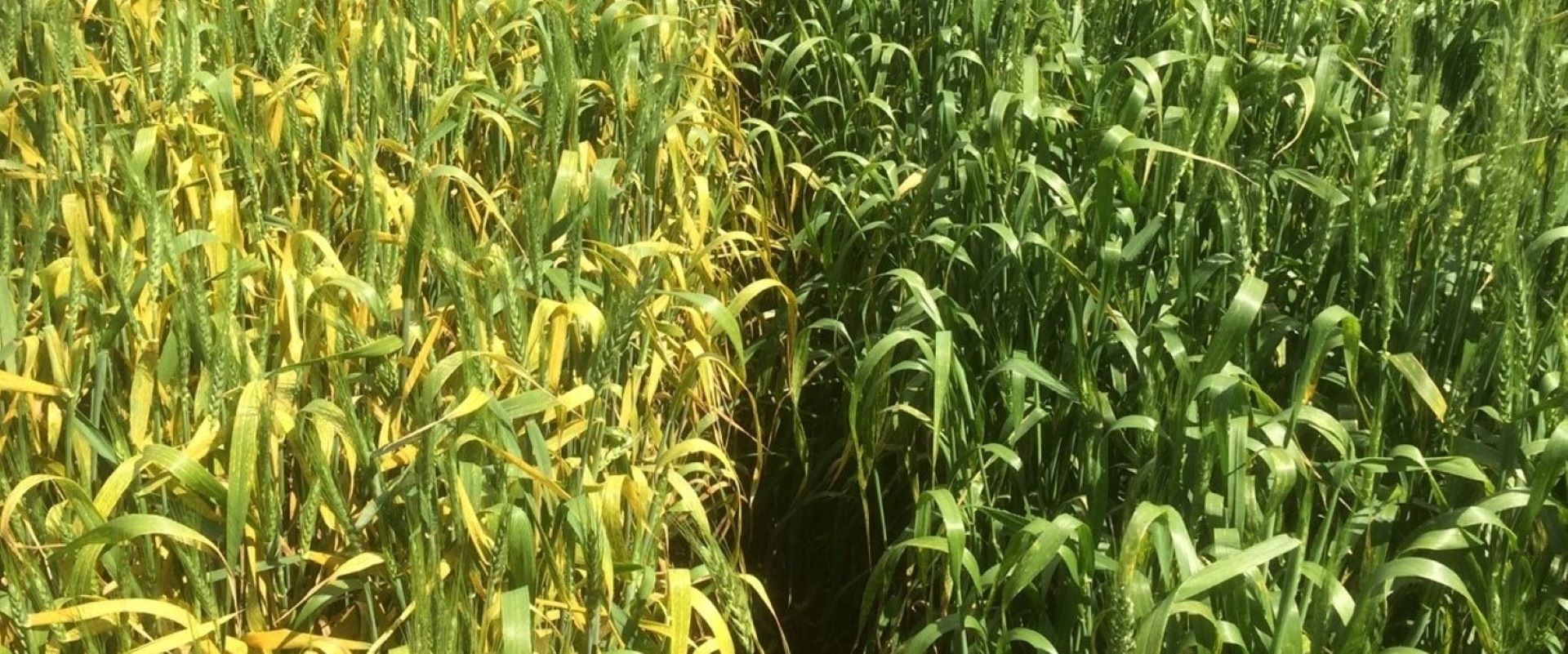 Wheat Rust | Aik Saath